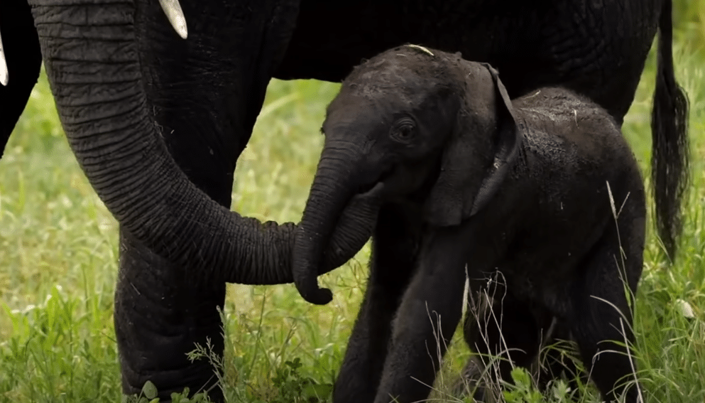 First Ever Elephant Birth Recorded Didn’t Go As Planned: Mother Did ...
