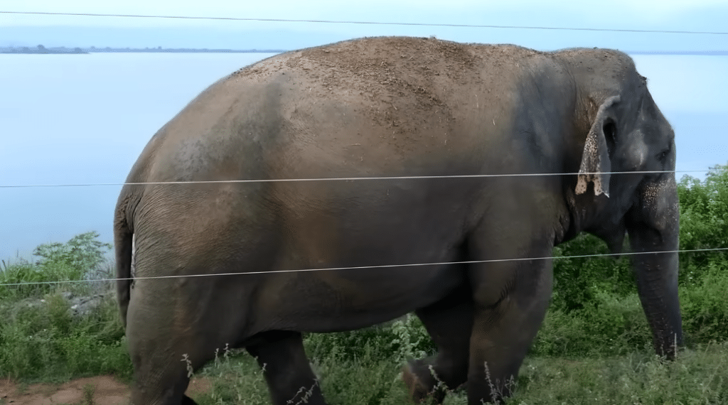 First Ever Elephant Birth Recorded Didn’t Go As Planned: Mother Did ...
