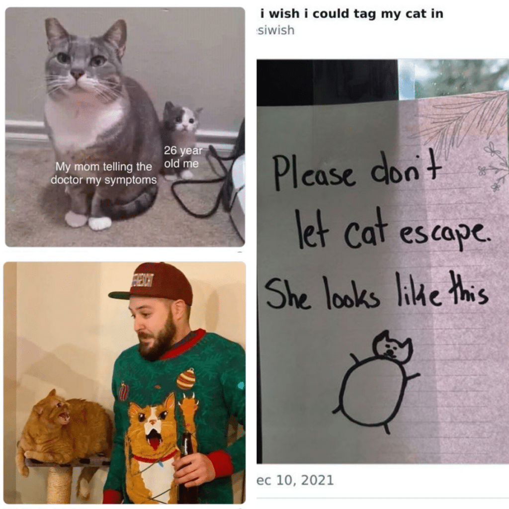 Funny Felines: Memes That Perfectly Embody Our Adorable Cat Companions