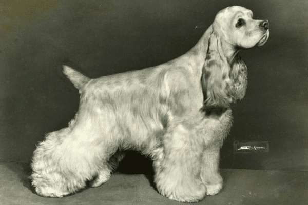 20 Beloved Dog Breeds By Decade