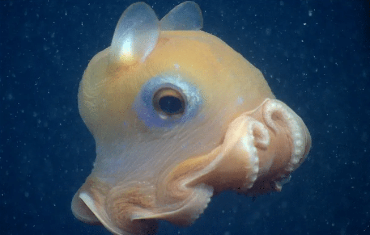 27 Real Deep-Sea Creatures Straight Out of Sci-Fi – Page 23