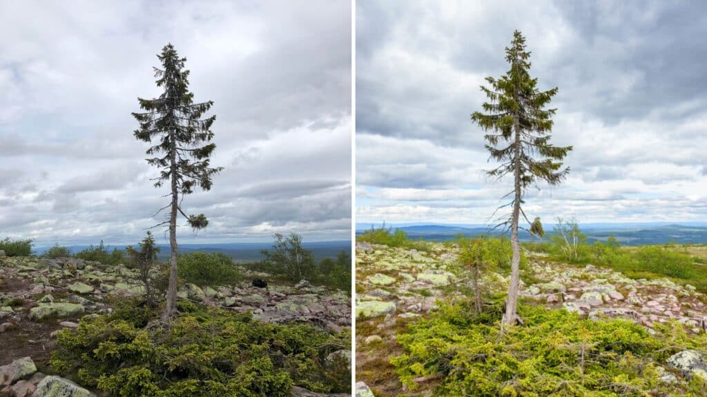 20 Trees Older Than Recorded History – Page 11